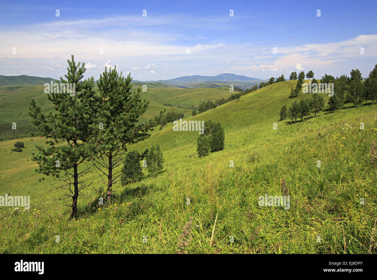 Two beautiful pine trees in the mountains Stock Photo - Alamy