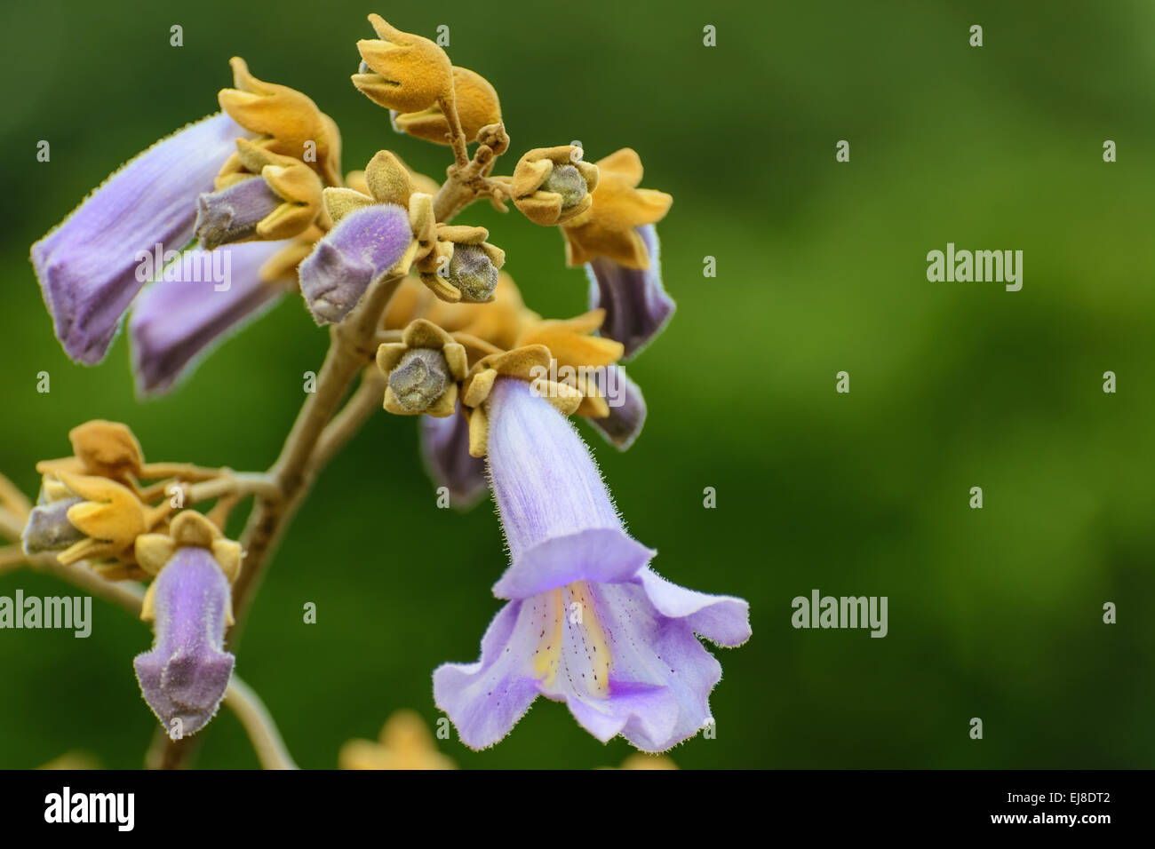 Paulownia hi-res stock photography and images - Alamy