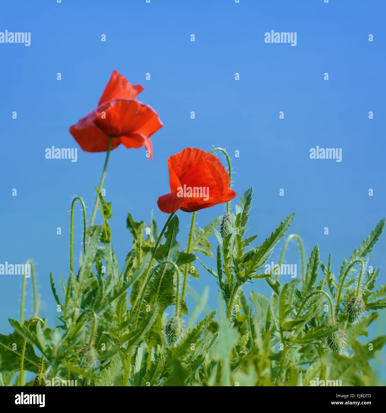Open poppies hi-res stock photography and images - Alamy