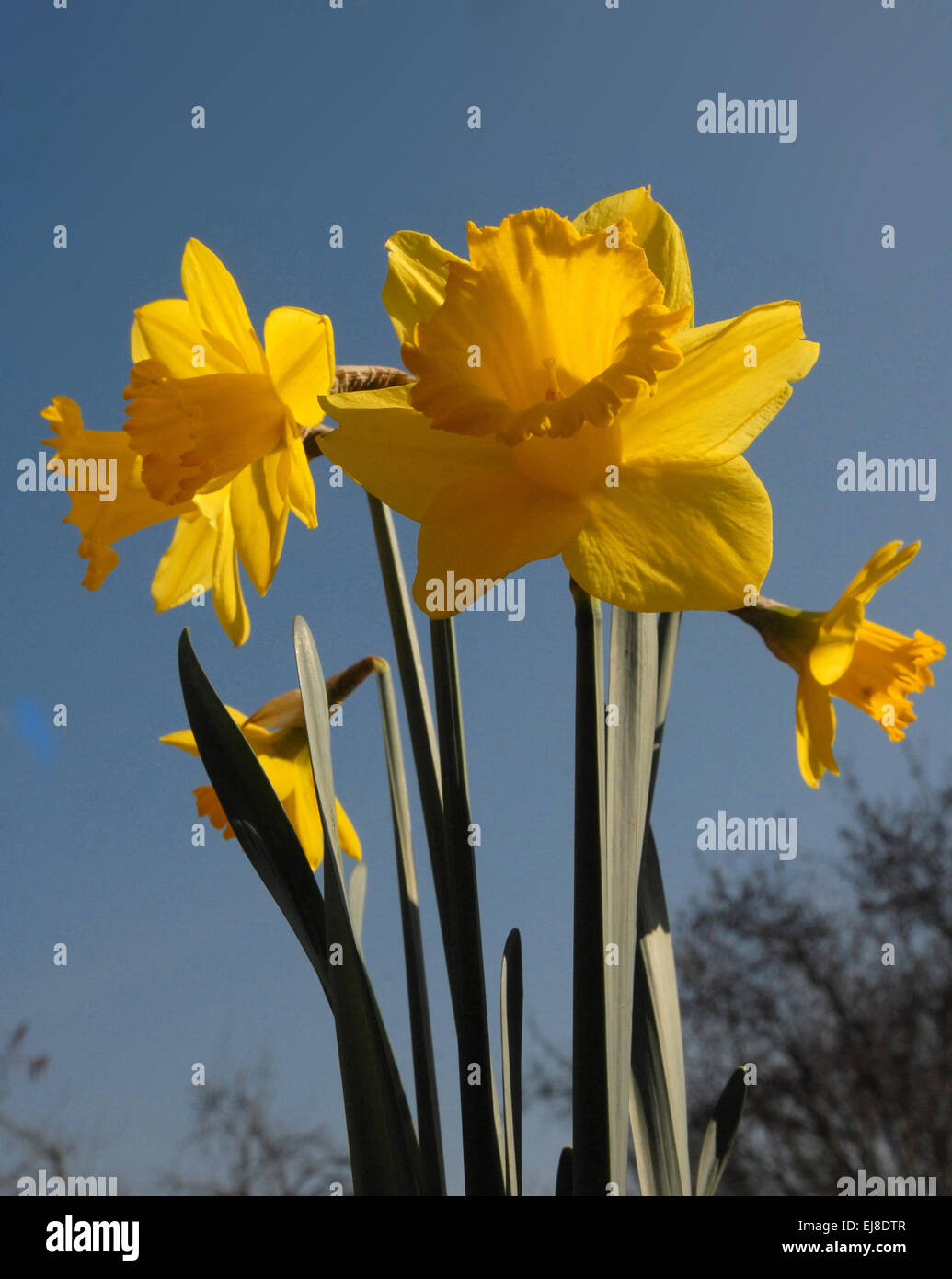 Four Daffodils High Resolution Stock Photography and Images - Alamy