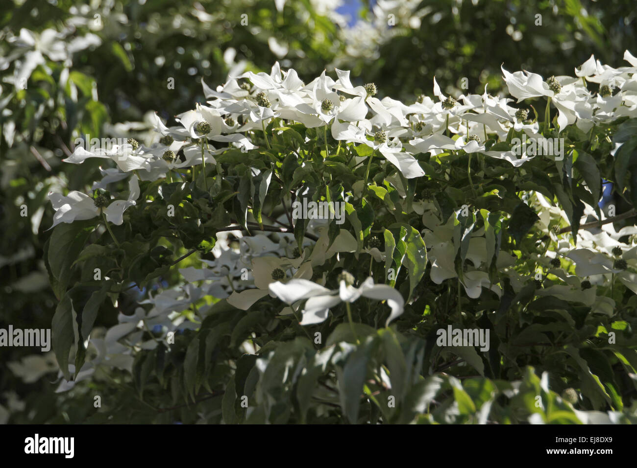 Dove tree hi-res stock photography and images - Alamy