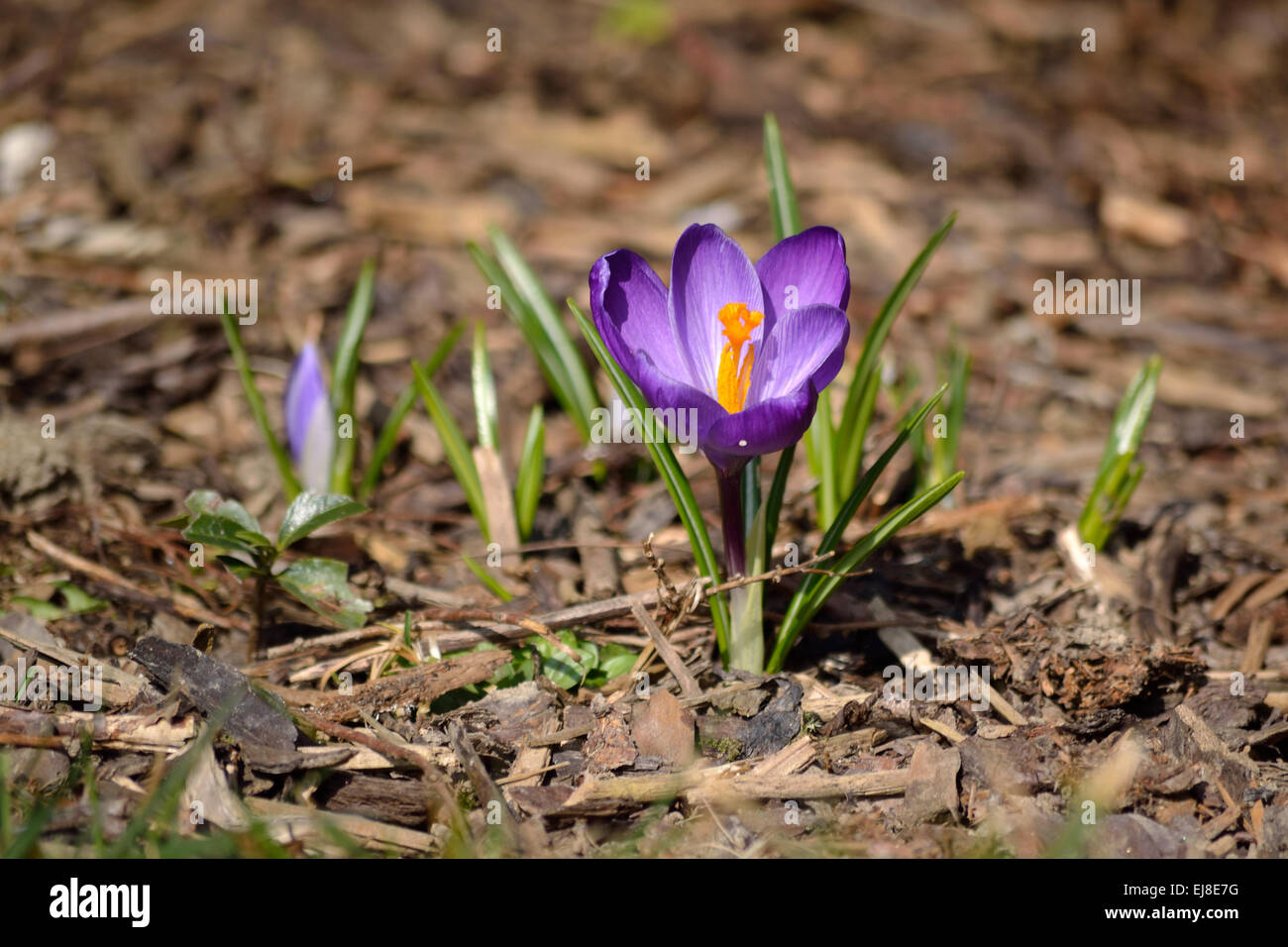 Halbwinterhart hi-res stock photography and images - Alamy