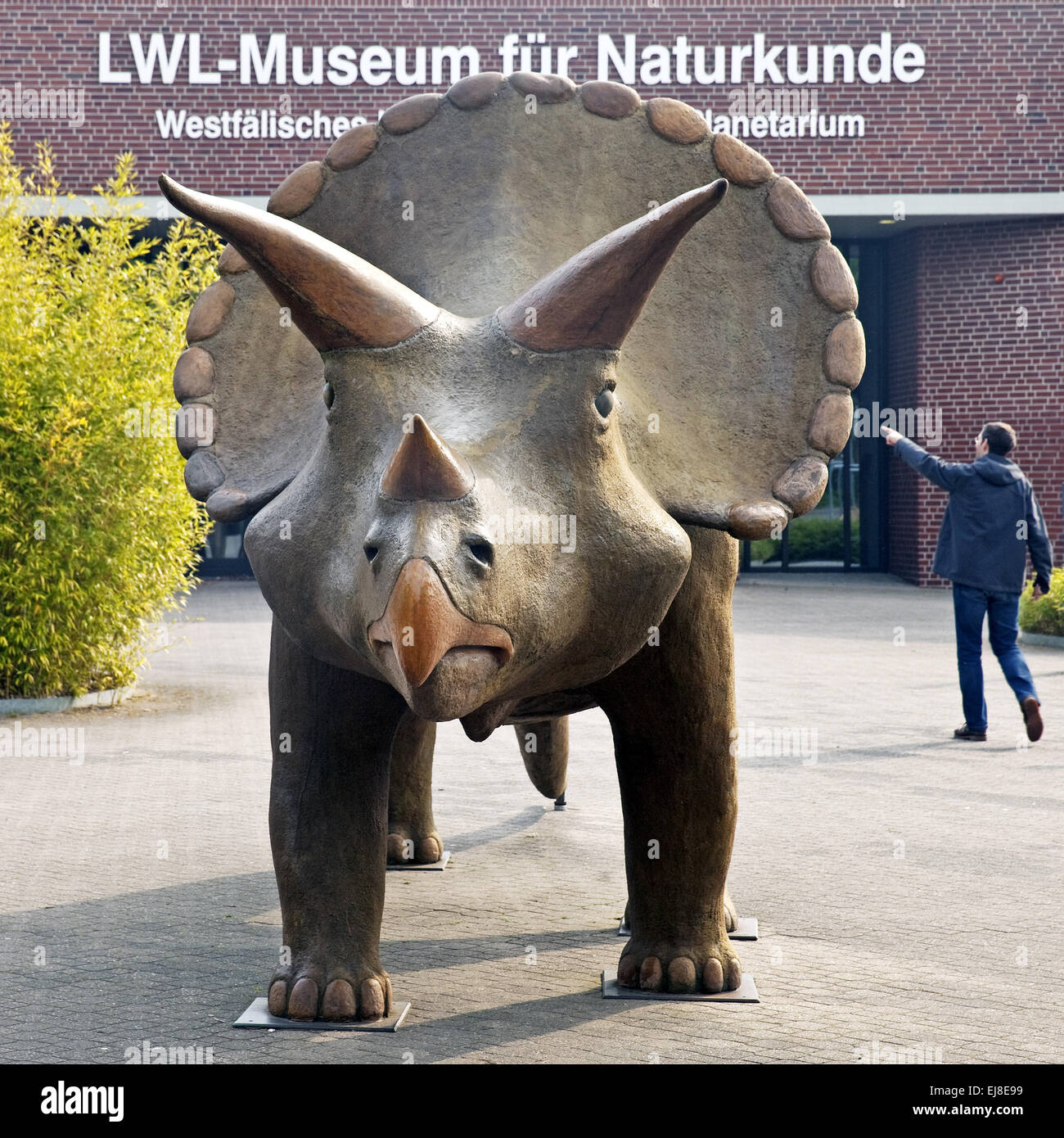 Museum of Natural History, Muenster, Germany Stock Photo - Alamy