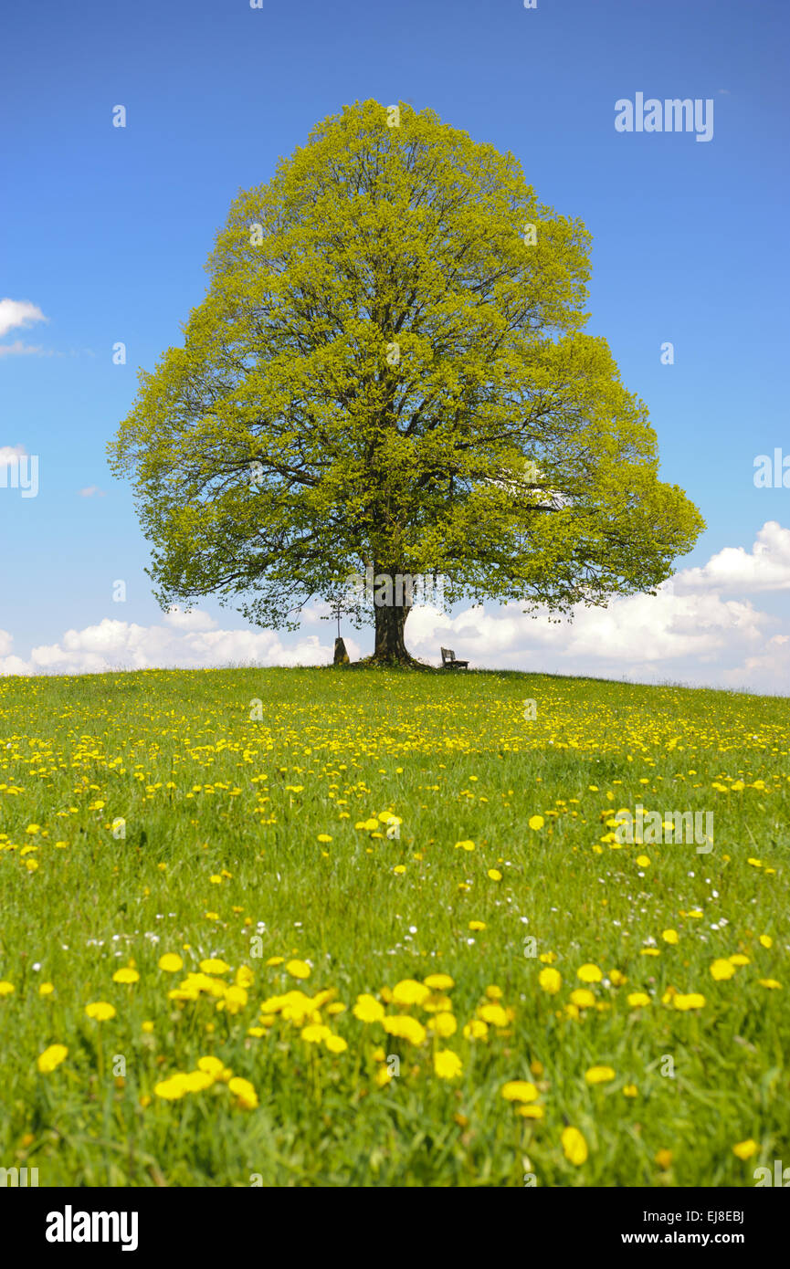 single linden tree in Bavaria at spring Stock Photo - Alamy