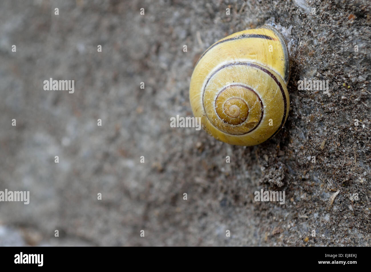Snail hidden in her shell Stock Photo - Alamy