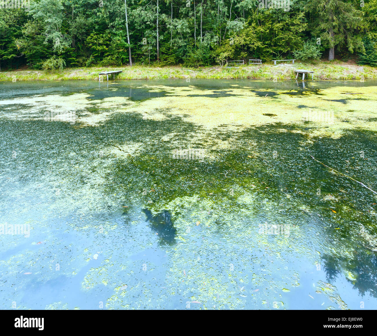 Dirty little lake Stock Photo - Alamy