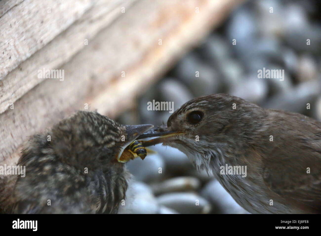 Baby sparrows hi-res stock photography and images - Alamy
