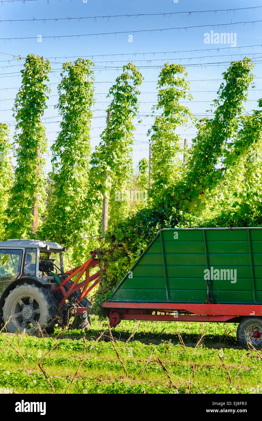 Hop Harvesting High Resolution Stock Photography and Images - Alamy