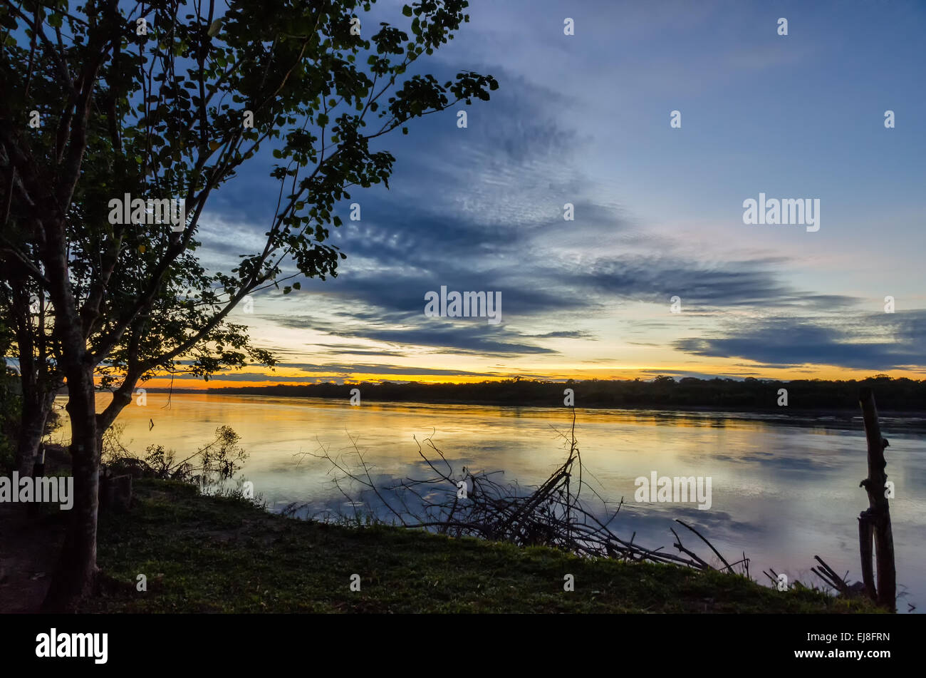 Amazonas baum wald hi-res stock photography and images - Alamy