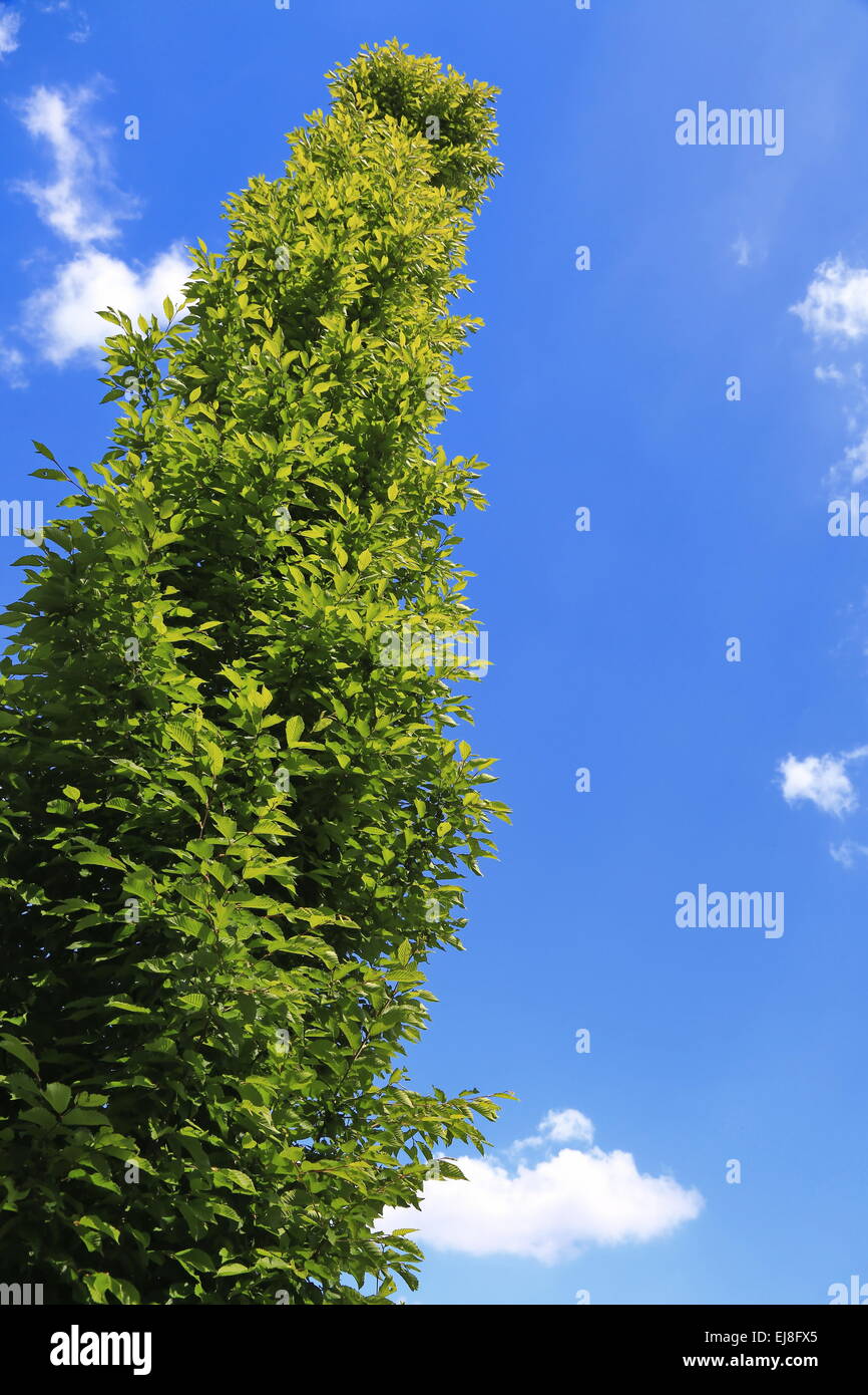 Tree branch columns hi-res stock photography and images - Alamy