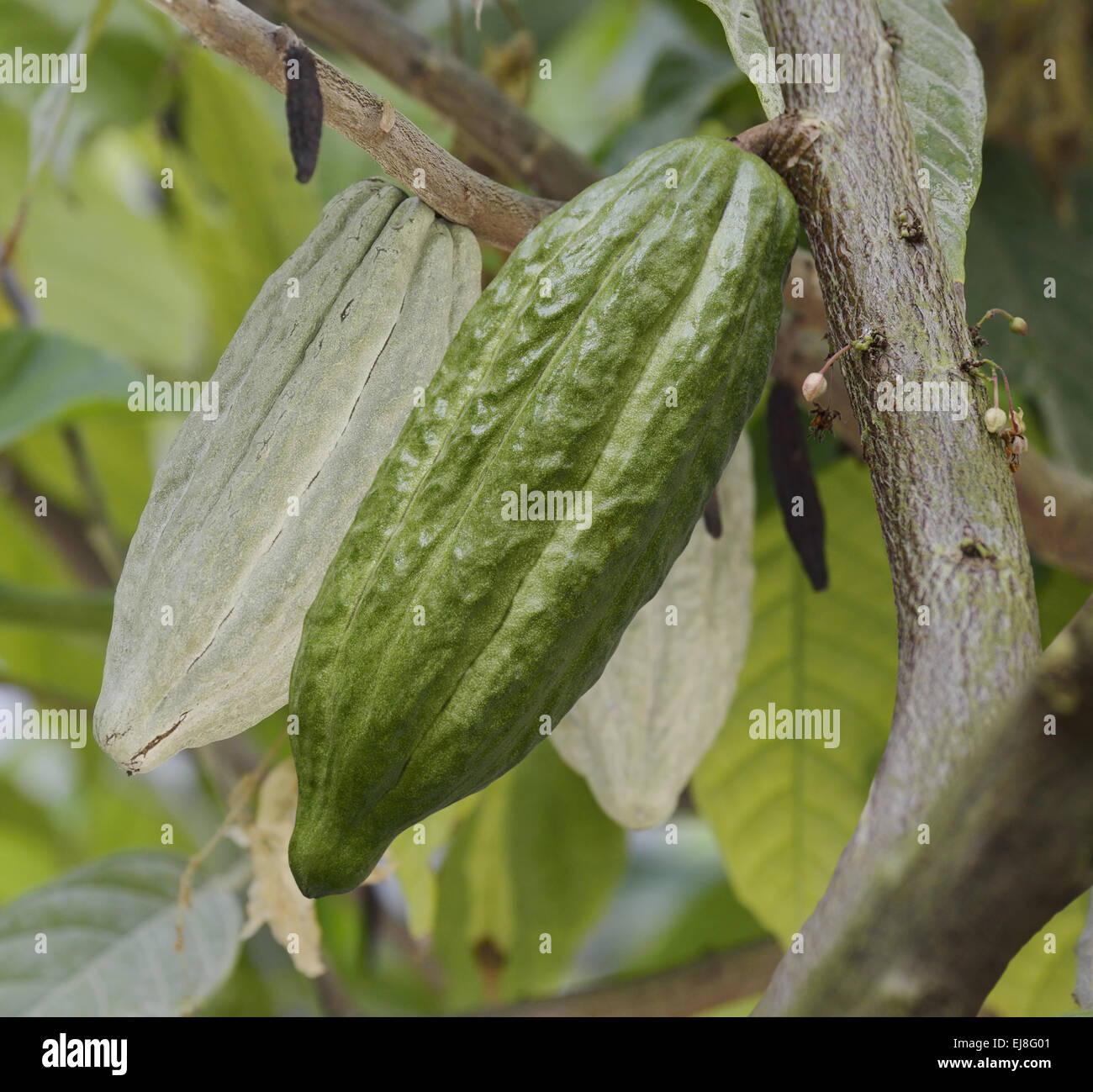 Cocoa Tree With Fruits Stock Photo - Alamy