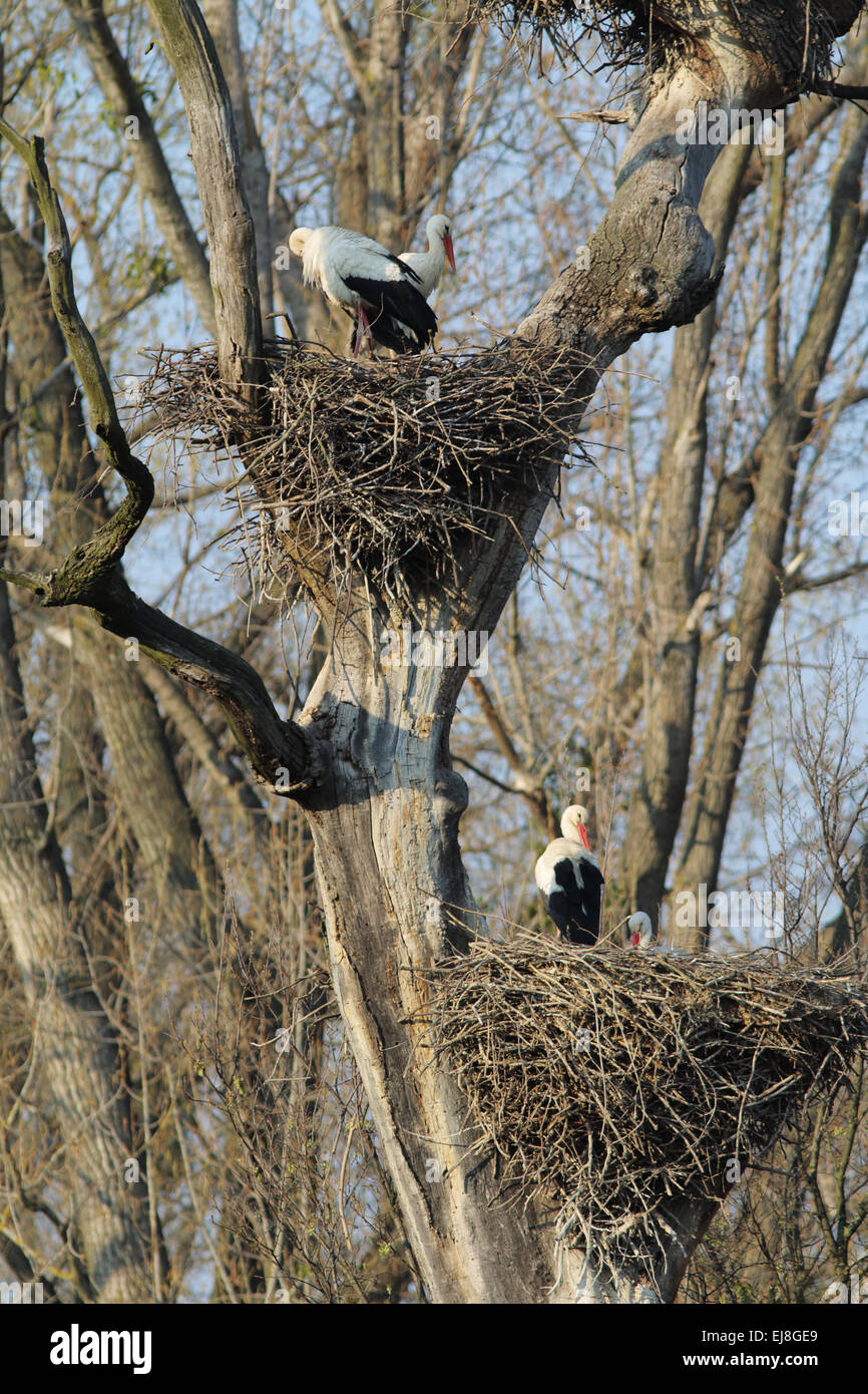 Stork colony, Marchegg, Austria Stock Photo - Alamy
