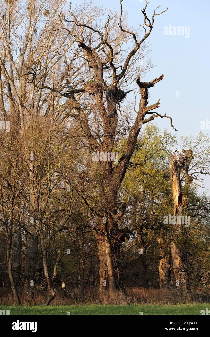 Marchegg nature reserve hi-res stock photography and images - Alamy