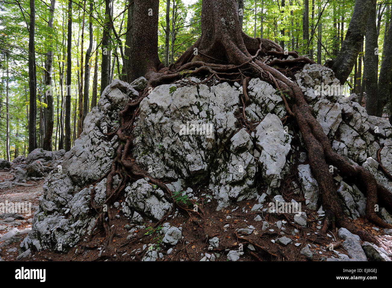 Mountain forest, Karawanks, Alps, Slovenia Stock Photo - Alamy