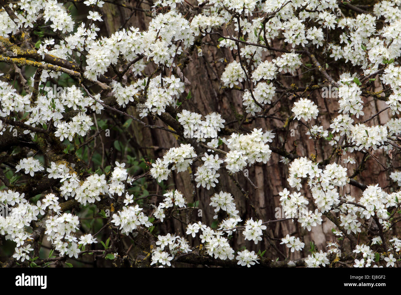 Blackthorn prunus spinosa hi-res stock photography and images - Alamy