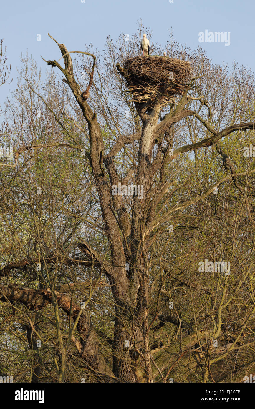Stork colony, Marchegg, Austria Stock Photo - Alamy