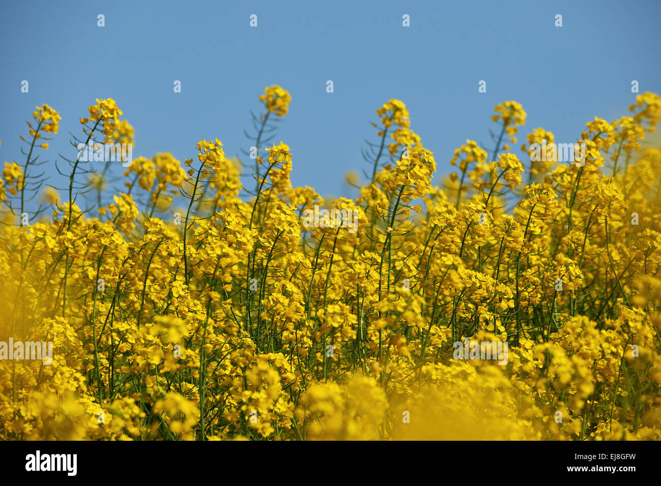 Field of yellow rapeseed flowers in Camargue Stock Photo - Alamy