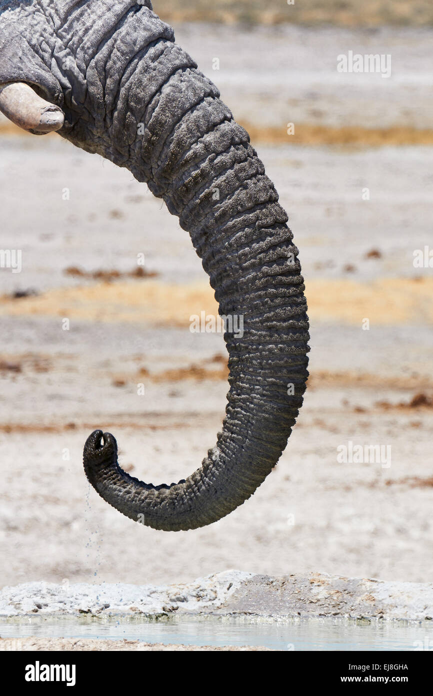 Elephant lifting trunk up hi-res stock photography and images - Alamy