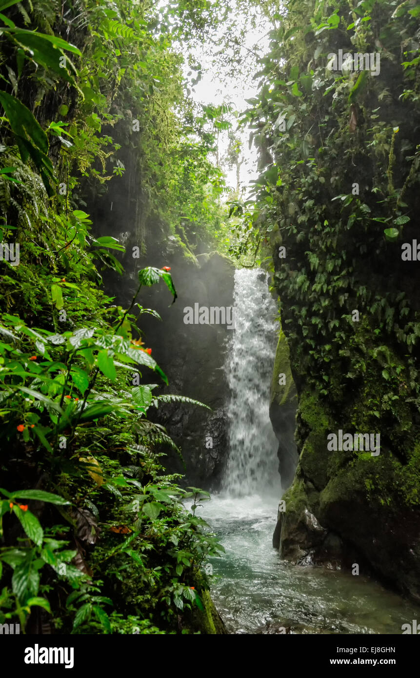 Central suriname nature reserve hi-res stock photography and images - Alamy