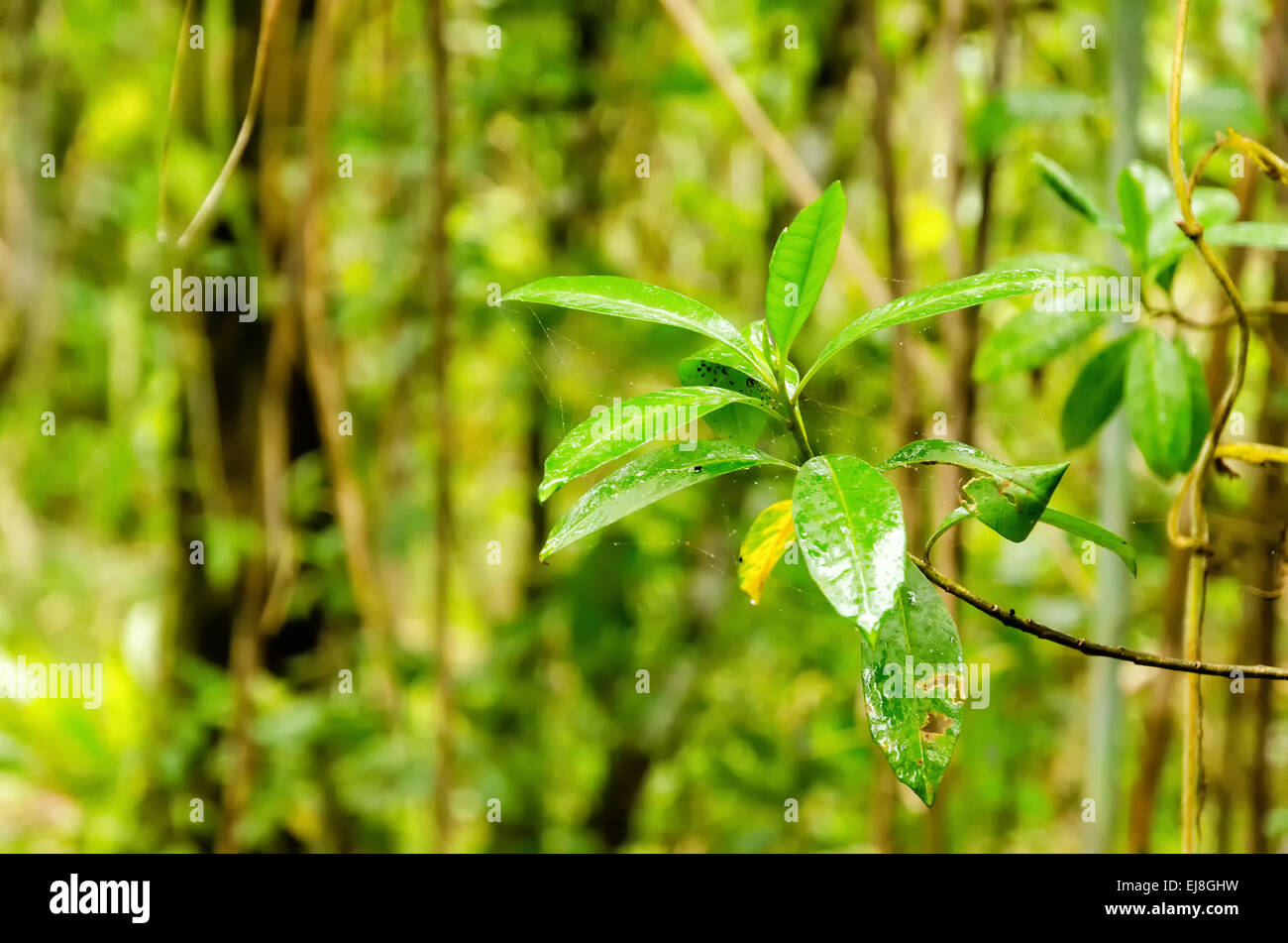 Central suriname nature reserve hi-res stock photography and images - Alamy
