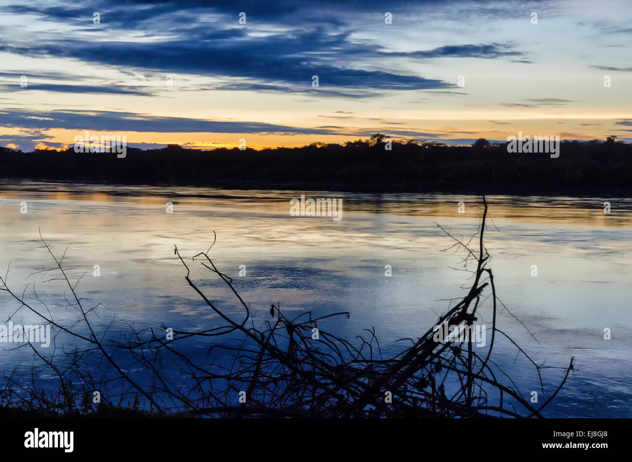 Amazonas baum wald hi-res stock photography and images - Alamy