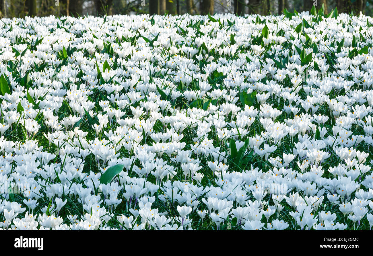 Spring white crocuses Stock Photo - Alamy