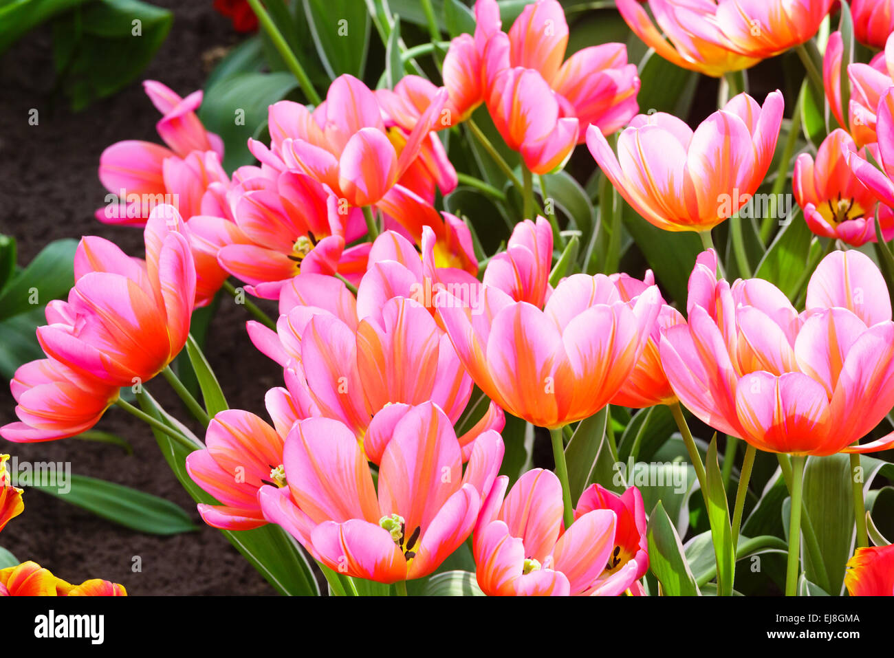 Beautiful pink tulips closeup Stock Photo - Alamy