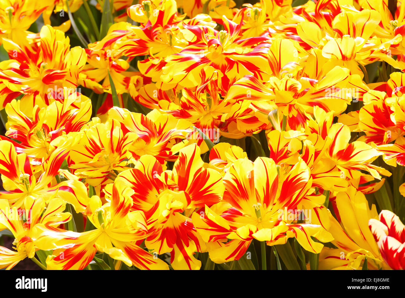 Spring yellow-red tulips close-up Stock Photo - Alamy