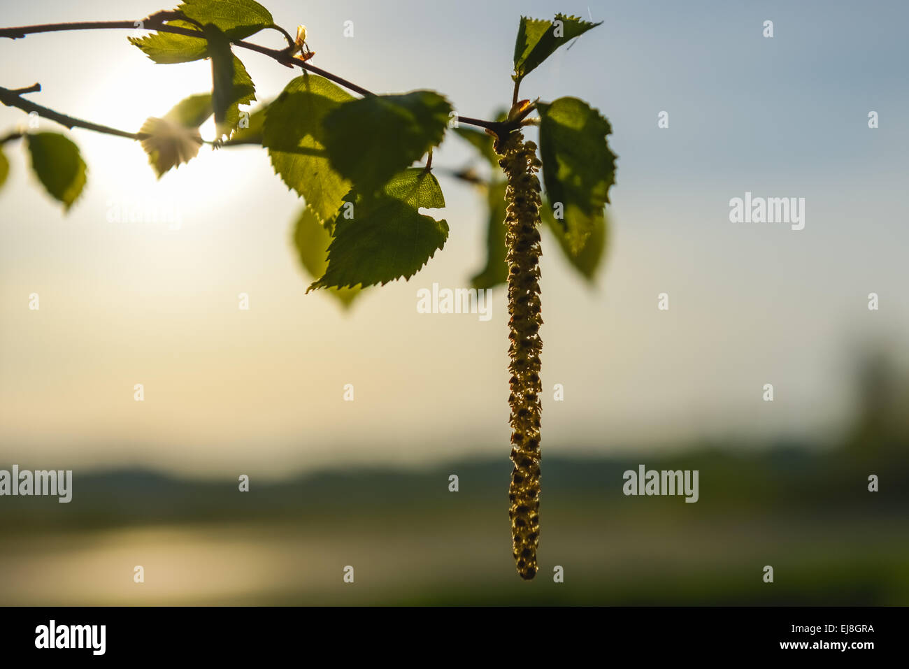 birch with catkins bloom Stock Photo - Alamy