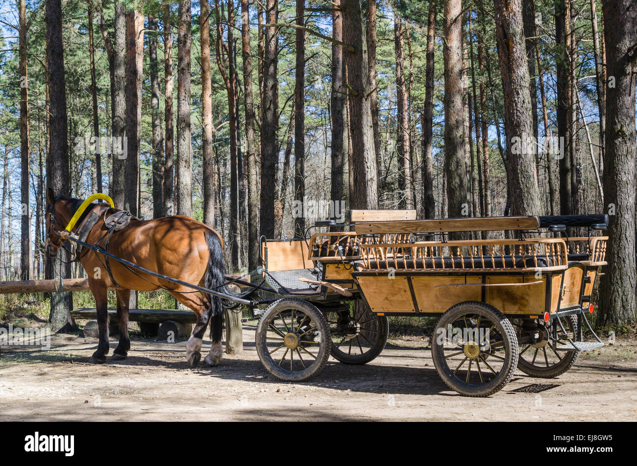 Horse-drawn carriage in close up Stock Photo - Alamy