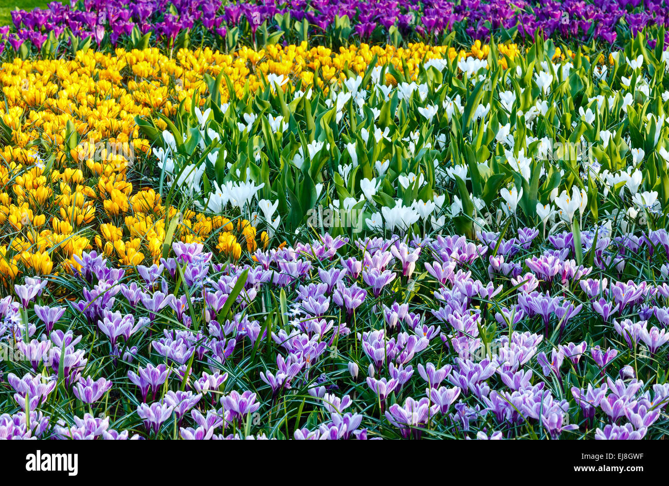 Spring variegated crocuses (macro Stock Photo - Alamy