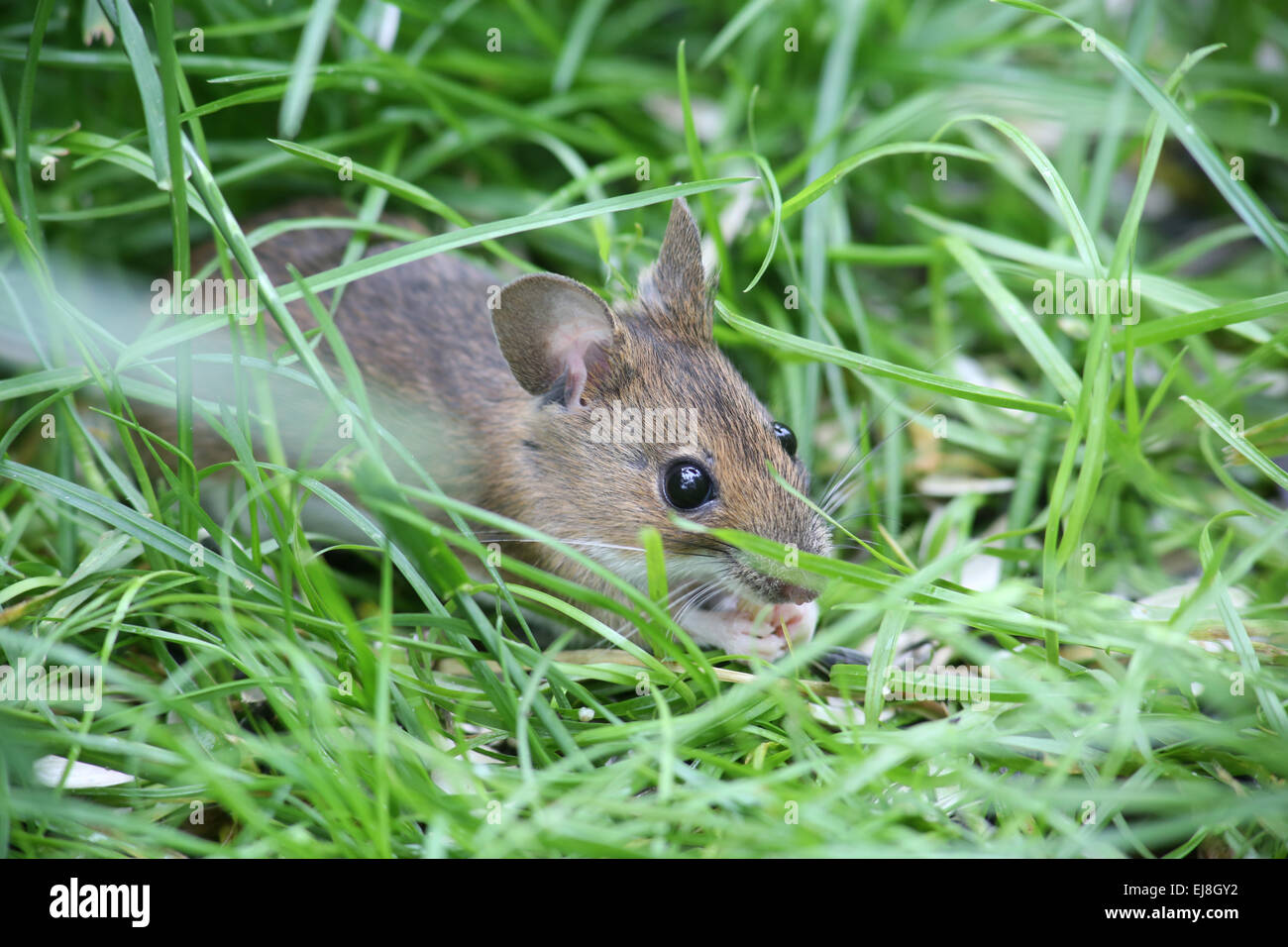 Mouse wood hi-res stock photography and images - Alamy