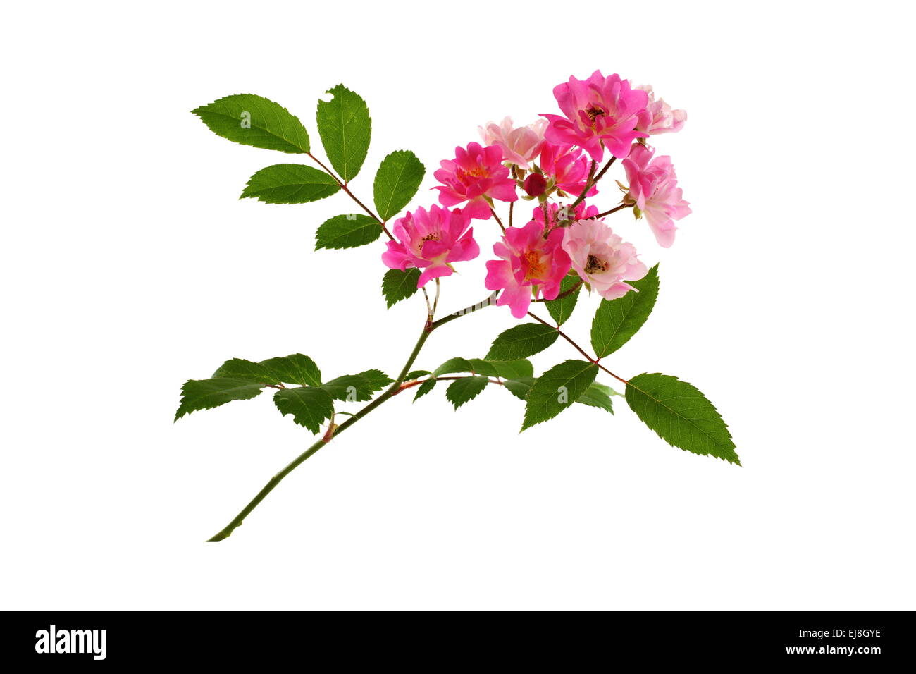 Flowering branch of roses Stock Photo - Alamy