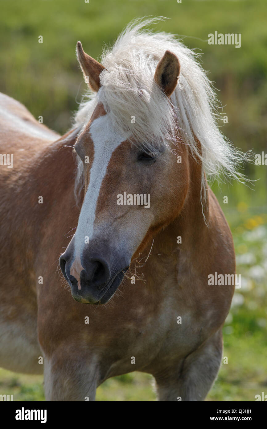 Haflinger breeding hi-res stock photography and images - Alamy