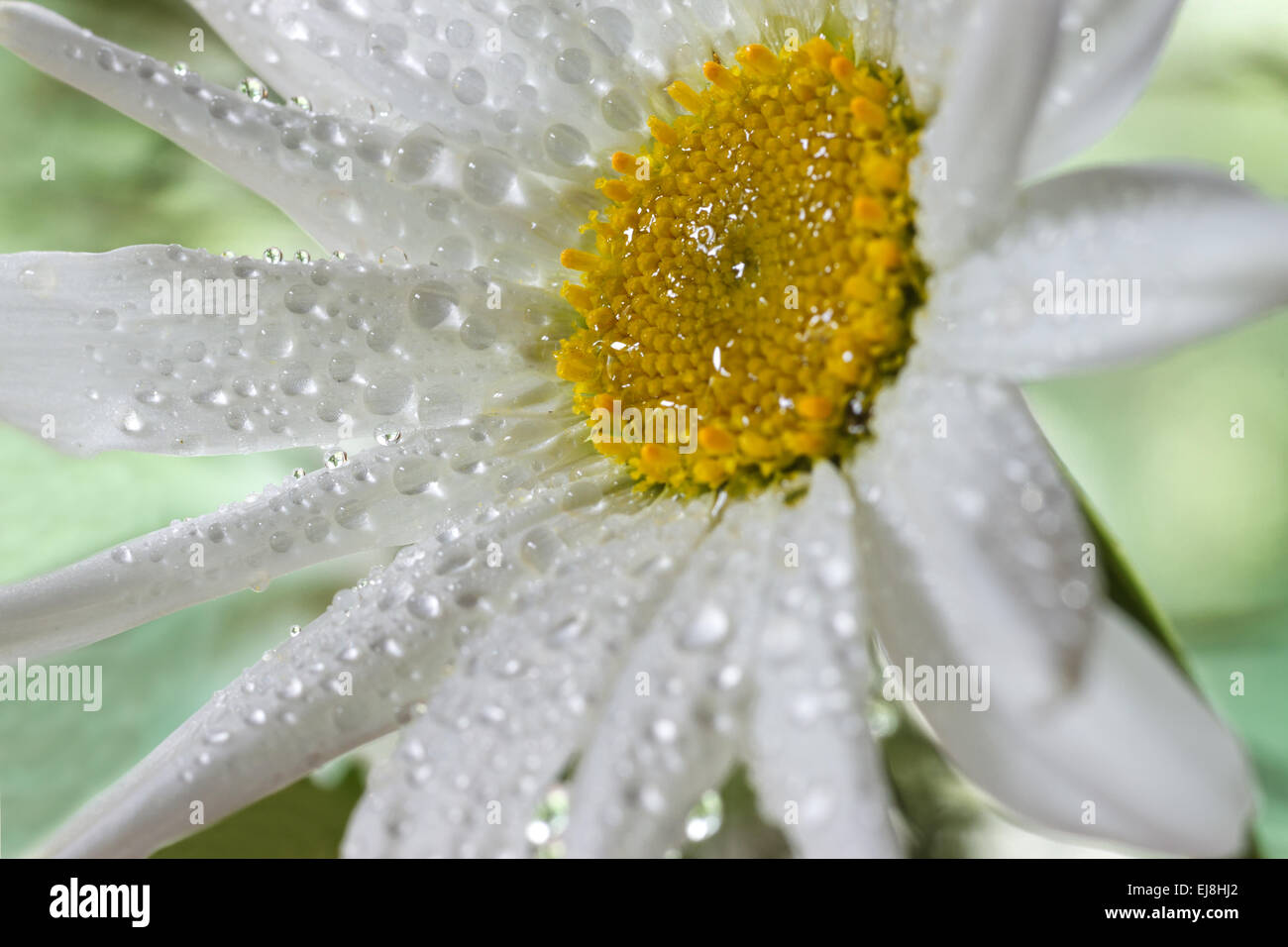 White rain daisy hi-res stock photography and images - Alamy