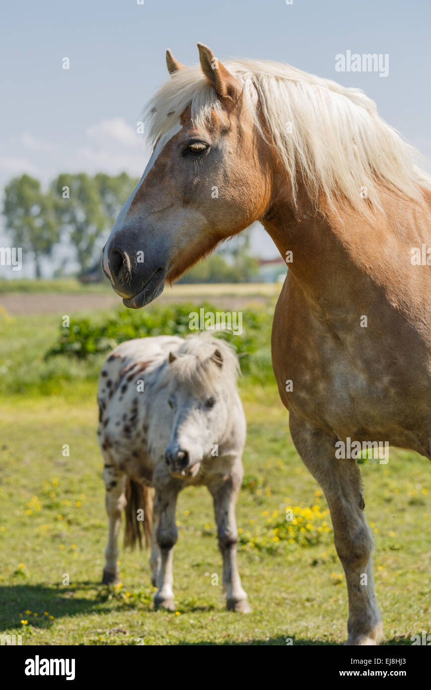 Little stallion hi-res stock photography and images - Alamy