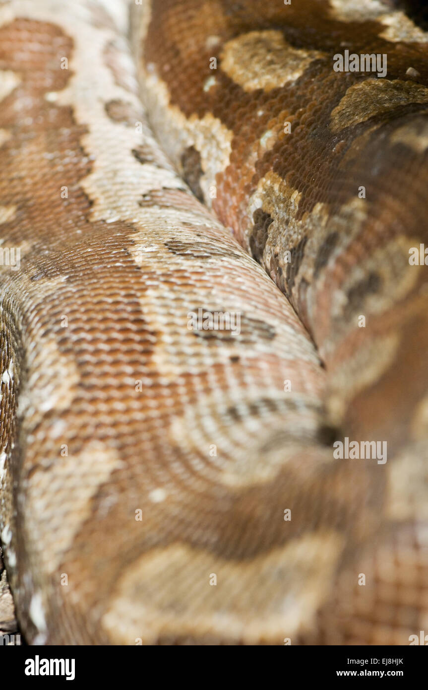 skin of blood python full format Stock Photo - Alamy