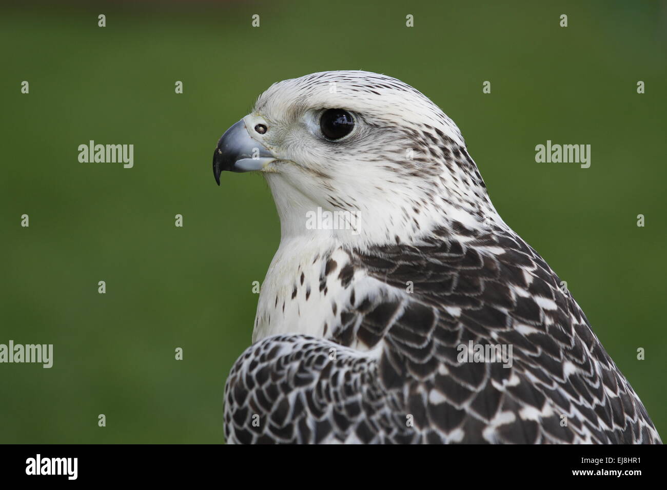 Jagdvogel High Resolution Stock Photography and Images - Alamy