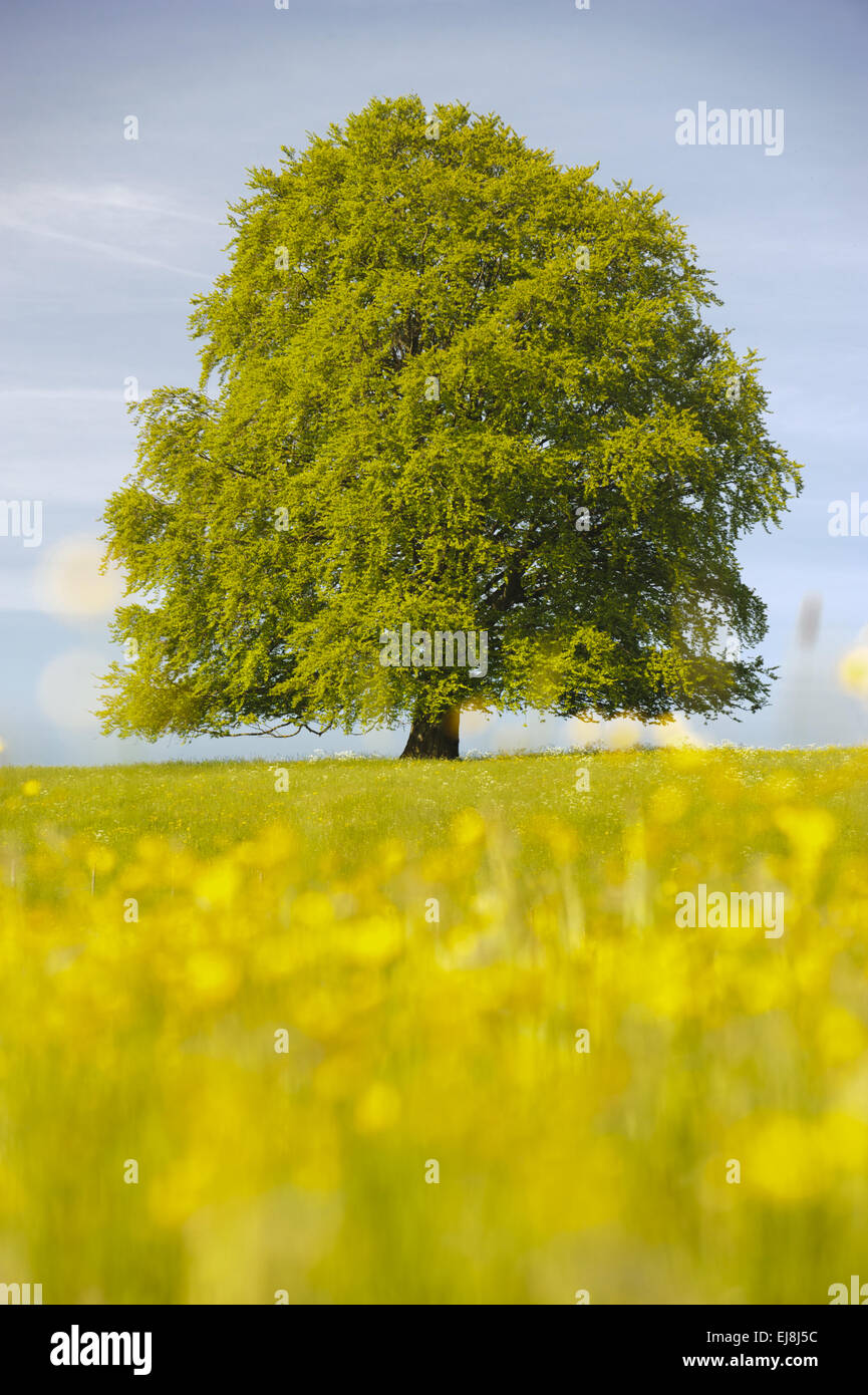 single big beech tree in meadow at summer Stock Photo - Alamy