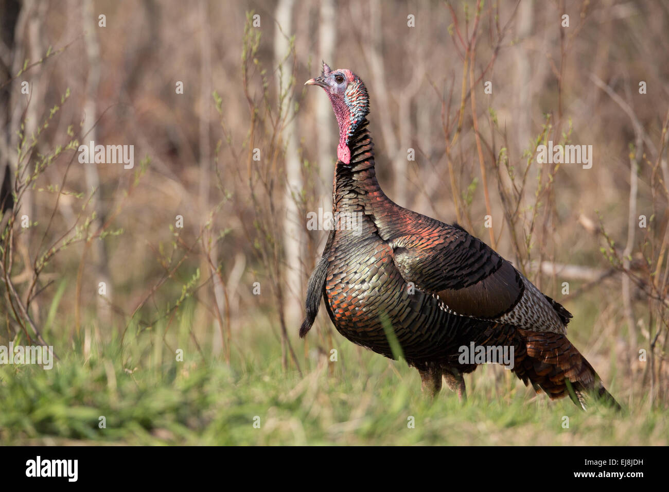 Eastern wild Turkey Stock Photo - Alamy