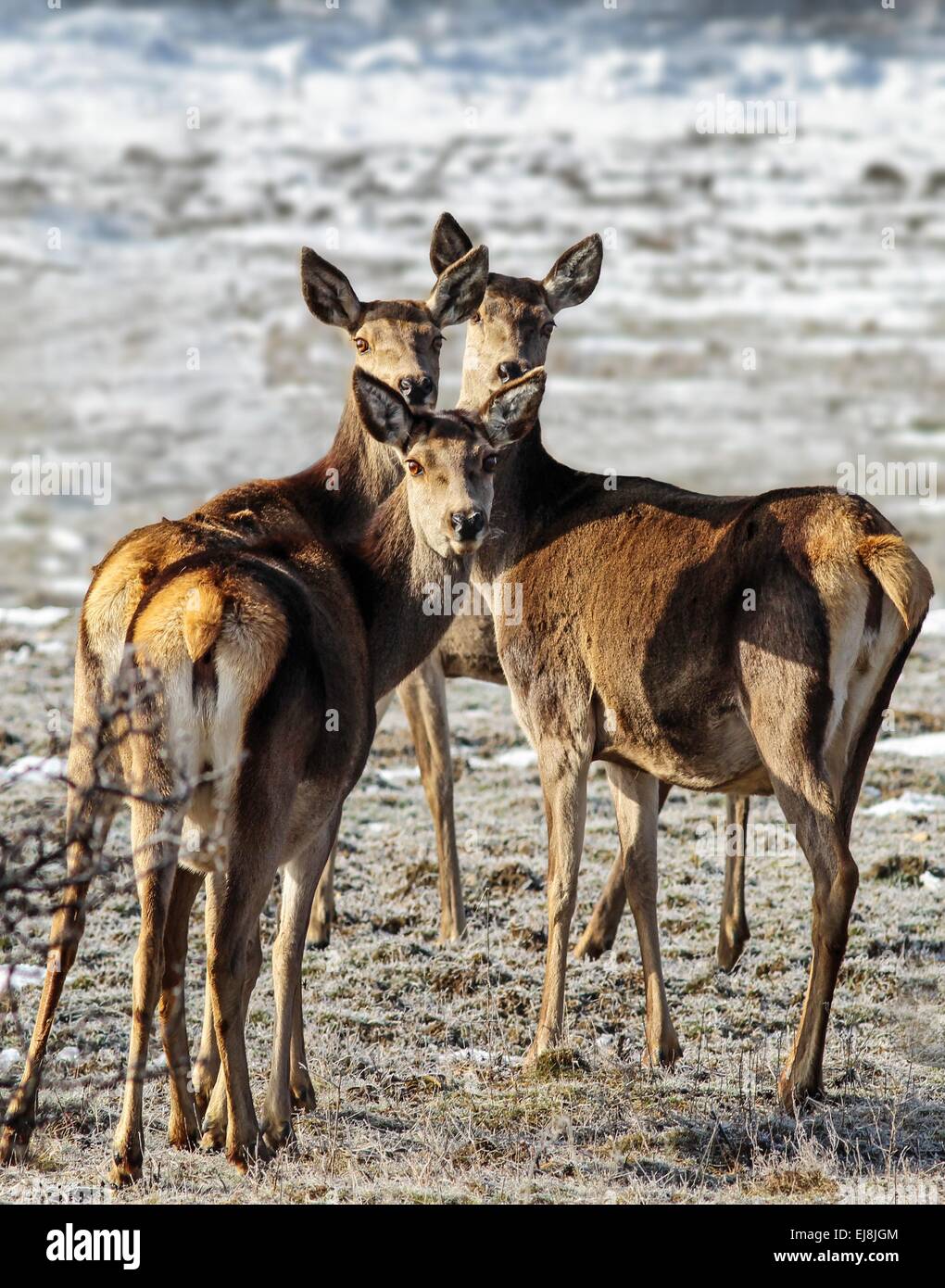 Young doe hi-res stock photography and images - Alamy