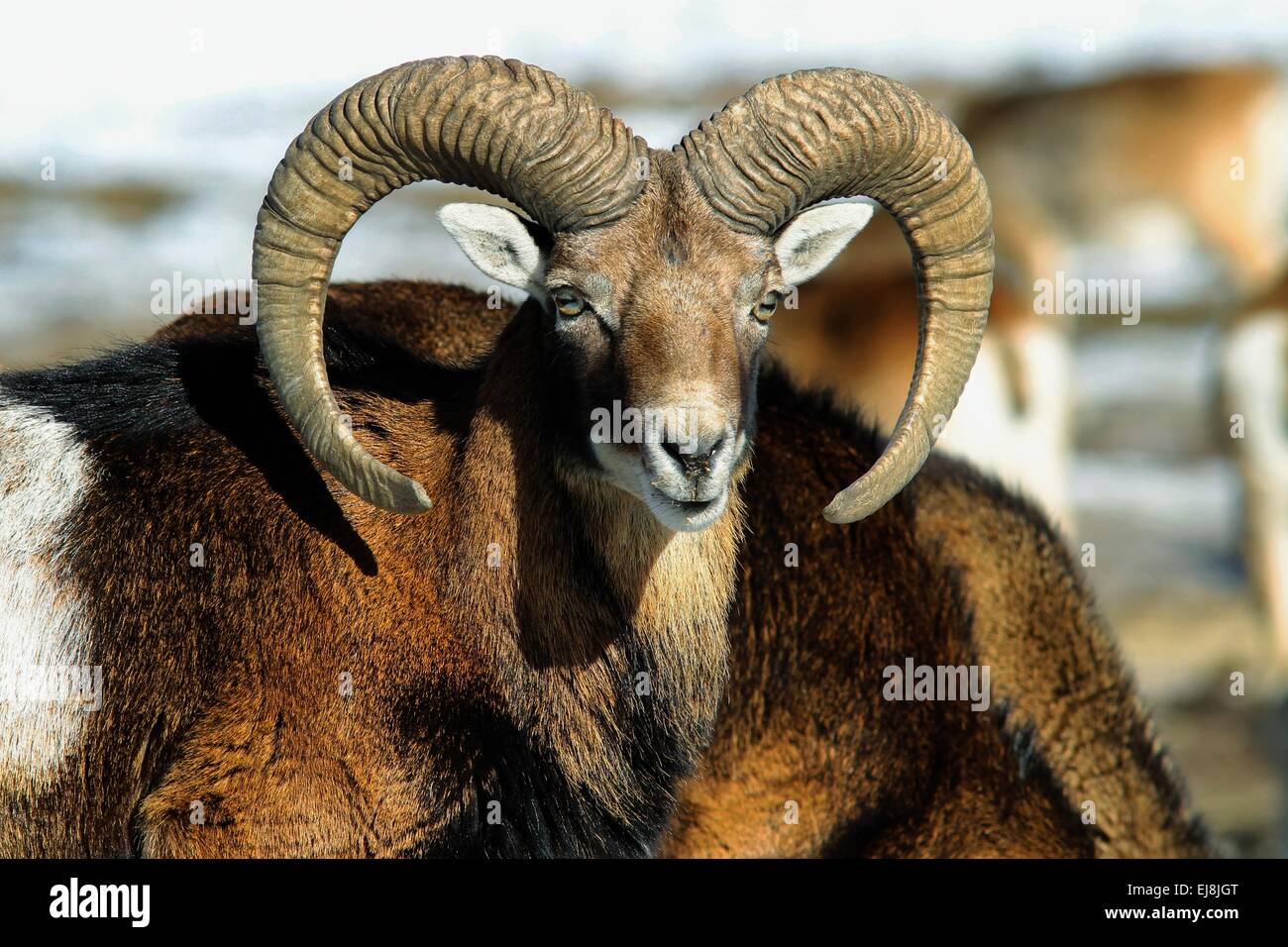 Goat Evolution High Resolution Stock Photography and Images - Alamy