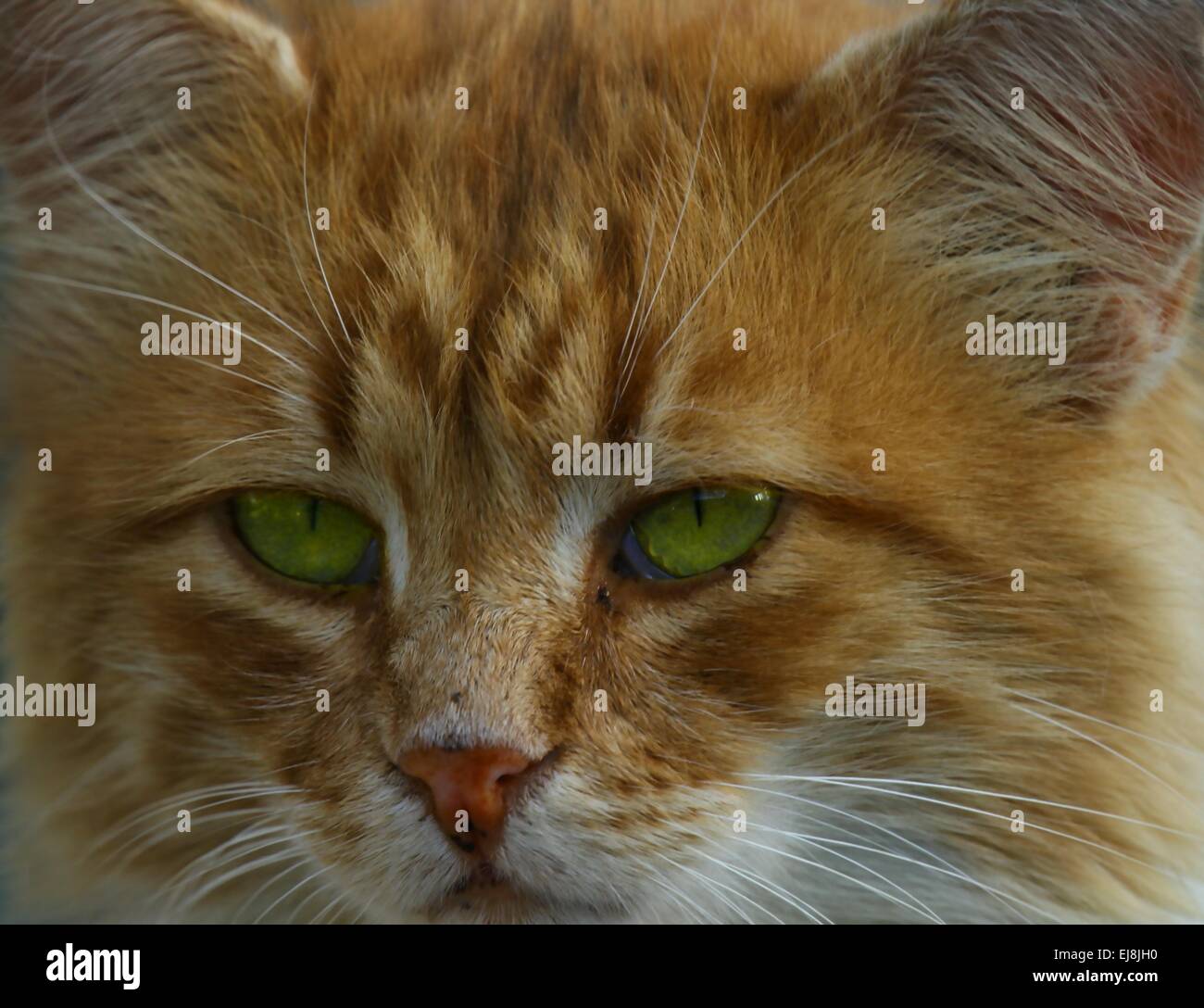 Cat head close up Stock Photo - Alamy
