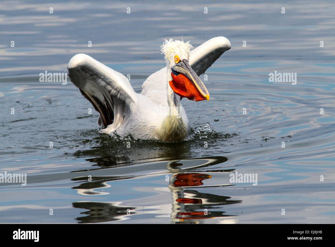 Curious pelican swimming Stock Photo - Alamy