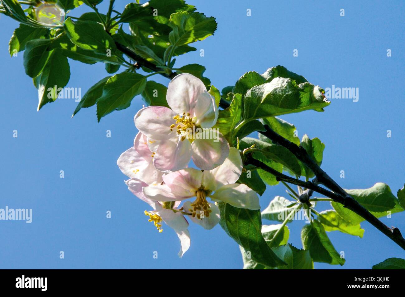 Quince tree blossom Stock Photo - Alamy