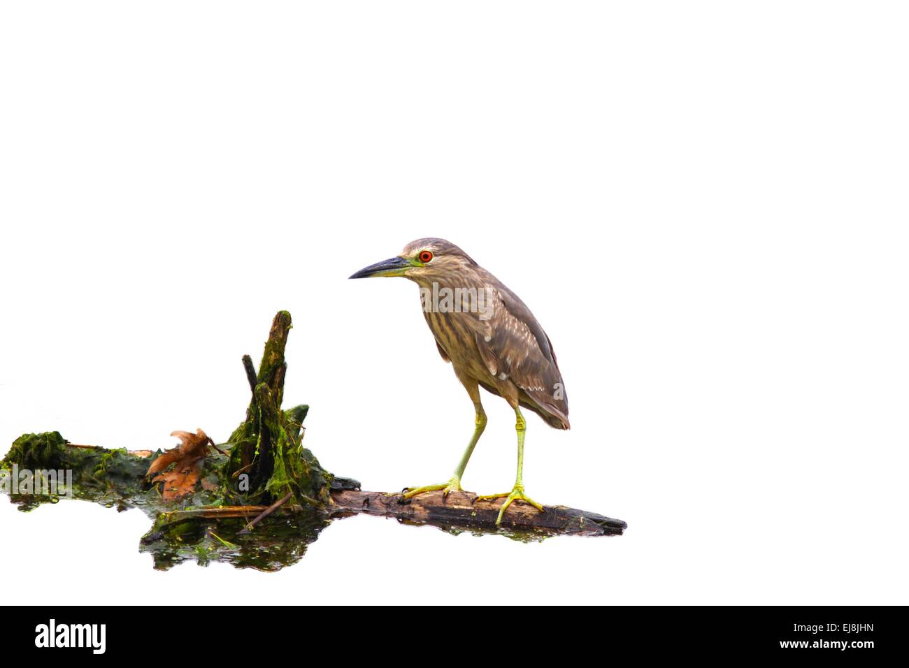 Heron on water Cut Out Stock Images & Pictures - Alamy