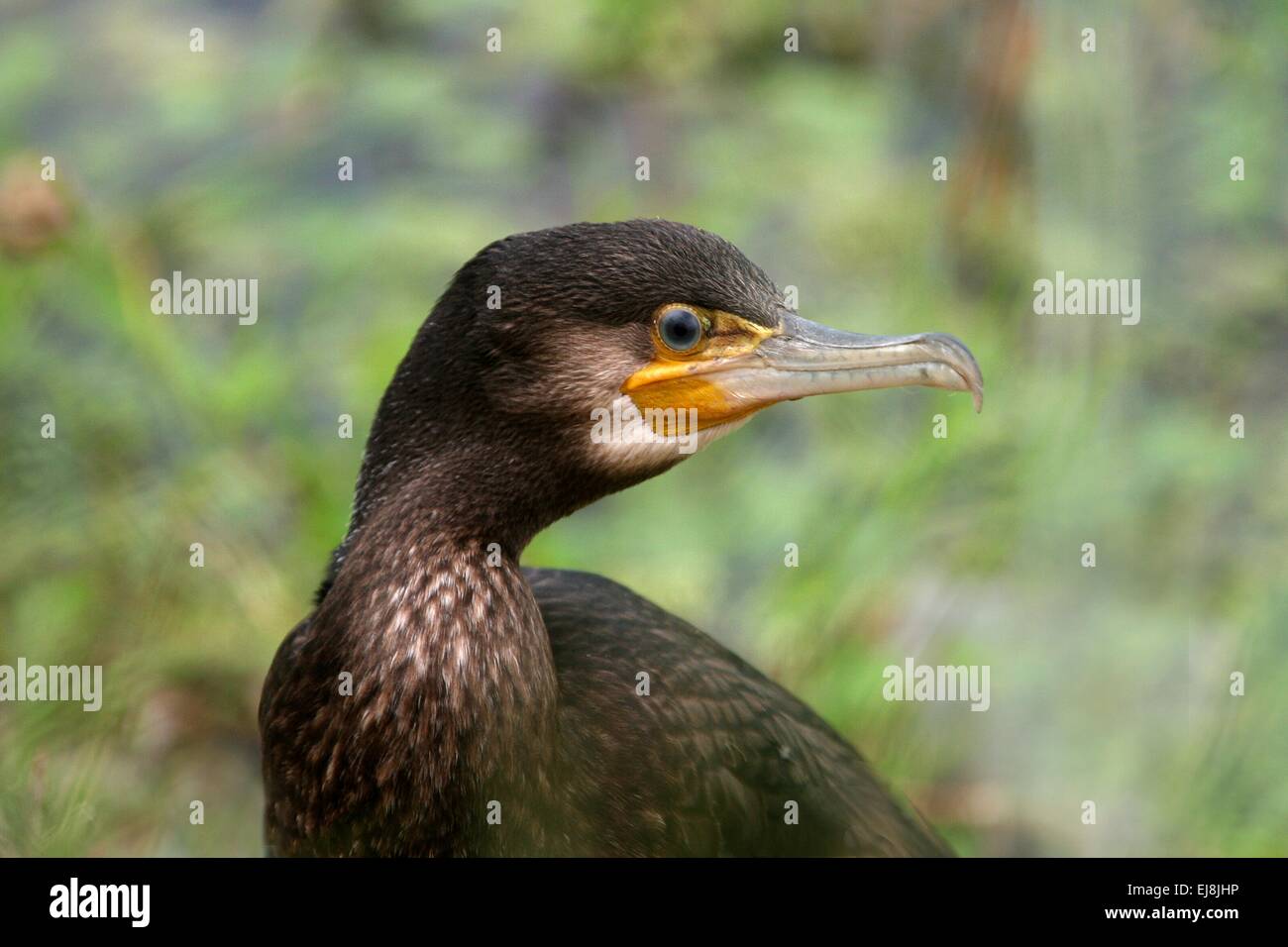 Beautiful cormorant head close up Stock Photo - Alamy