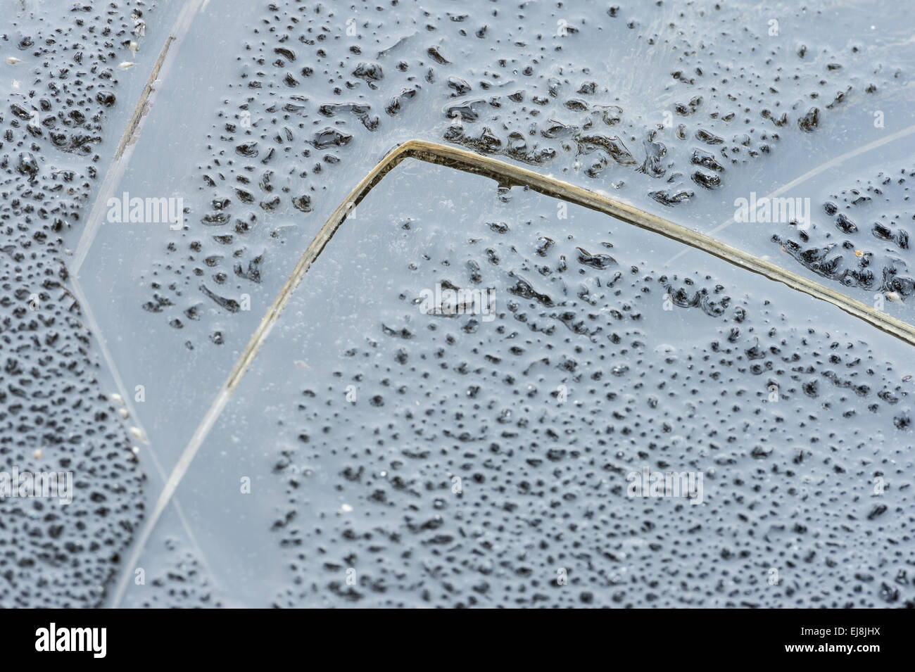 Reed blades hi-res stock photography and images - Alamy