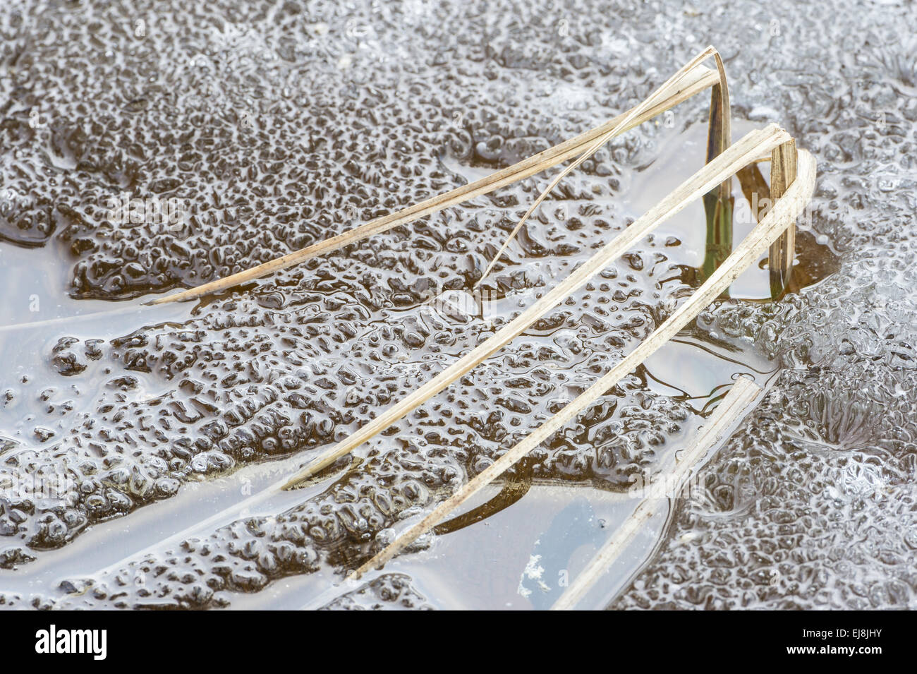 Reed structures hi-res stock photography and images - Alamy