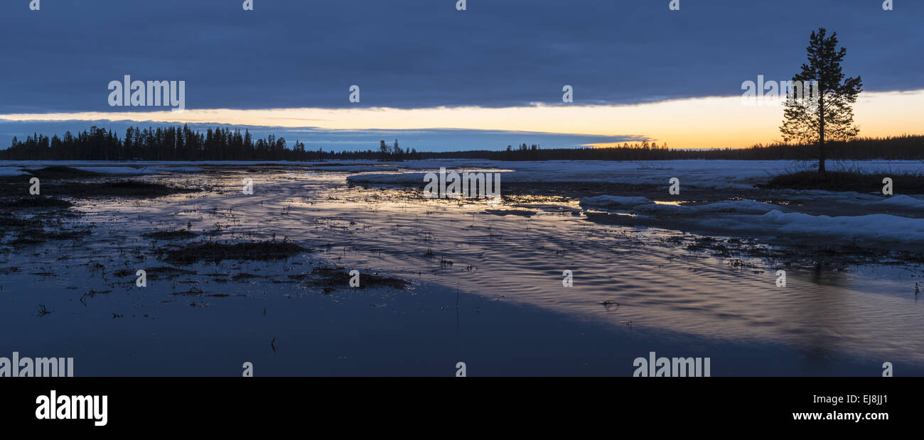 Swampy area pine forest hi-res stock photography and images - Alamy